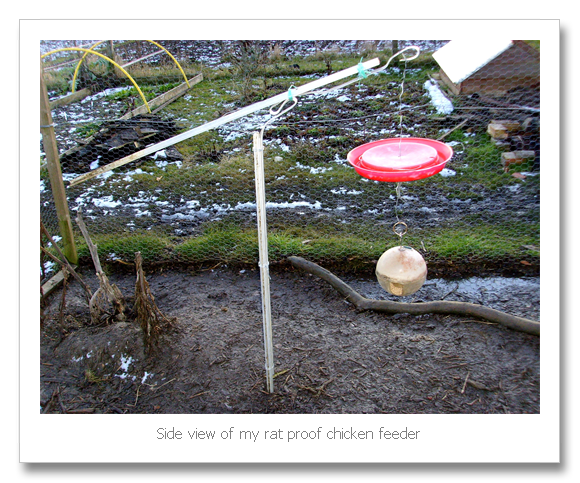 Allotment Heaven: How to make a rat proof chicken feeder